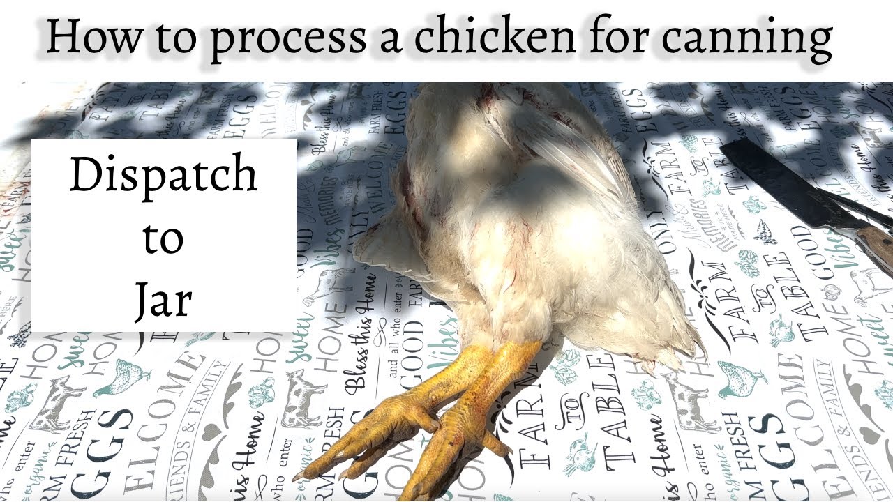 How to Process a chicken for canning Step by Step Instructions Dispatch ...