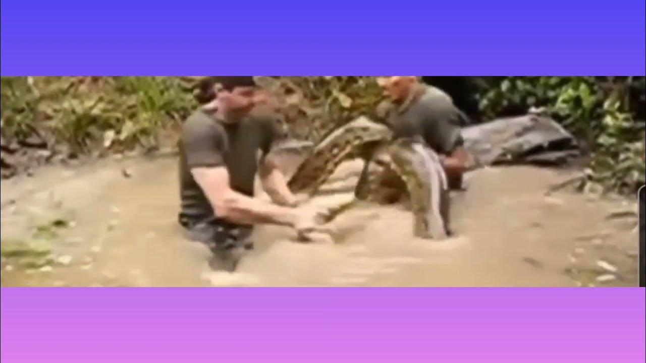 Anaconda attack on humans/ataque de Anaconda em humanos - YouTube