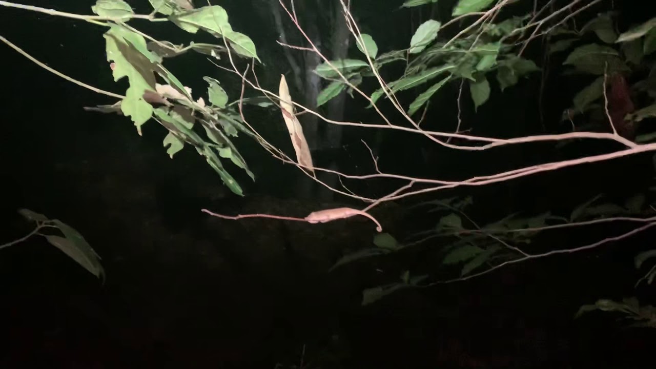 Pair bonding in Calumma boettgeri - YouTube