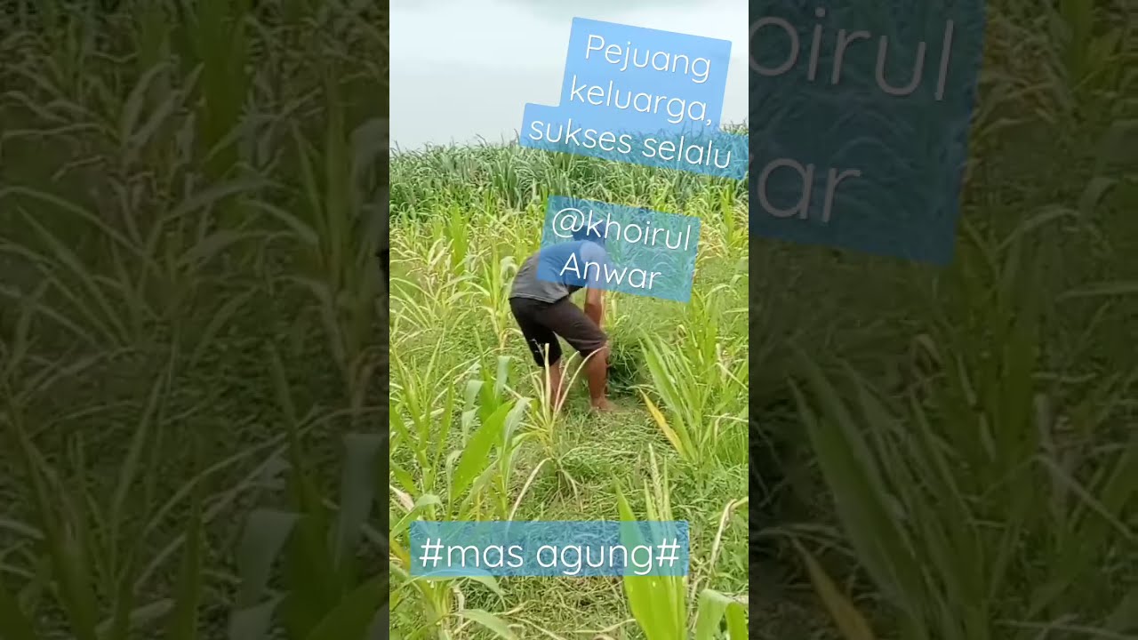 Proses mencari rumput buat pakan sapi di lahan persawahan - YouTube