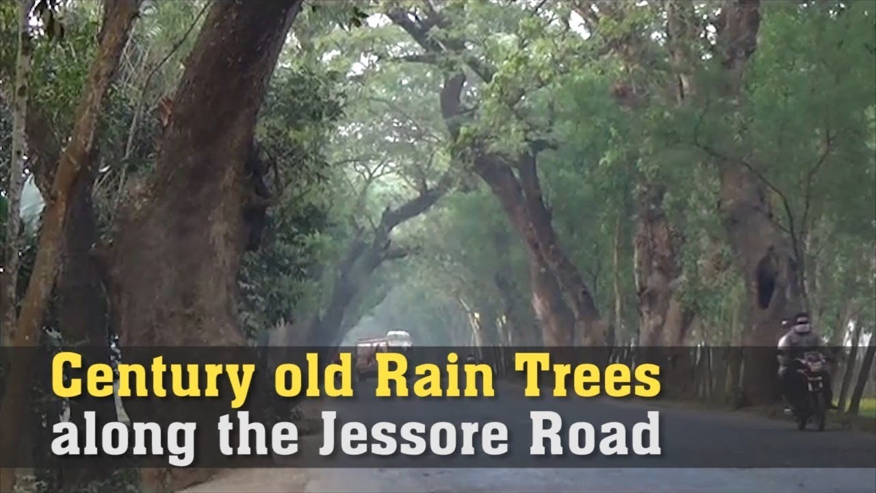Century old Rain Trees along the Jessore Road - YouTube