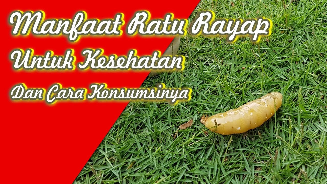 Manfaat Ratu Rayap Untuk Kesehatan dan Bagaimana Cara Mengkonsumsinya ...