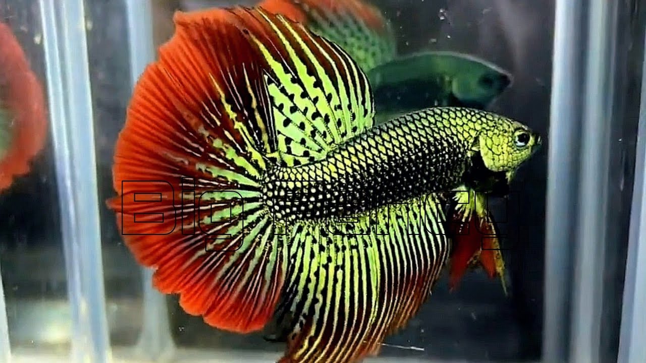 02"Most Beautiful Betta Fish | Stunning Betta Fish Varieties (Siamese ...