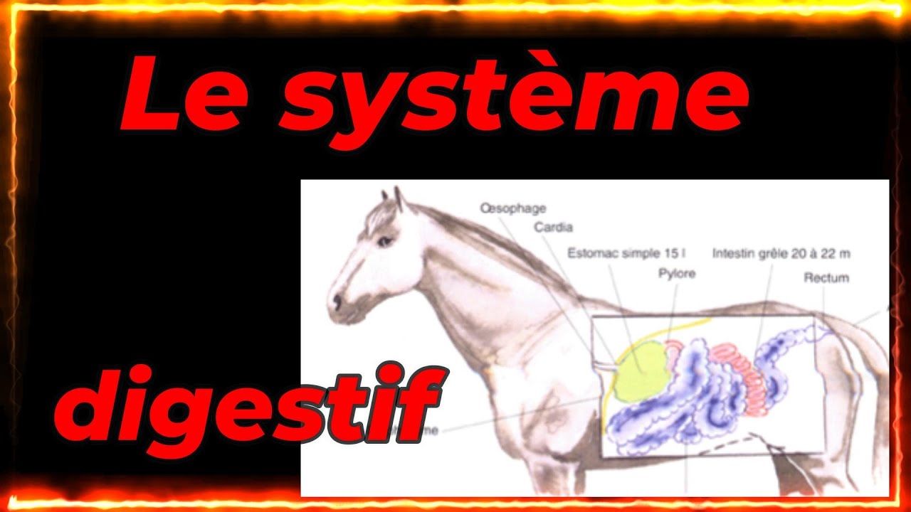 [GALOPS 4 & 5] LE SYSTEME DIGESTIF du cheval, ft. le Dr Fissolo ...
