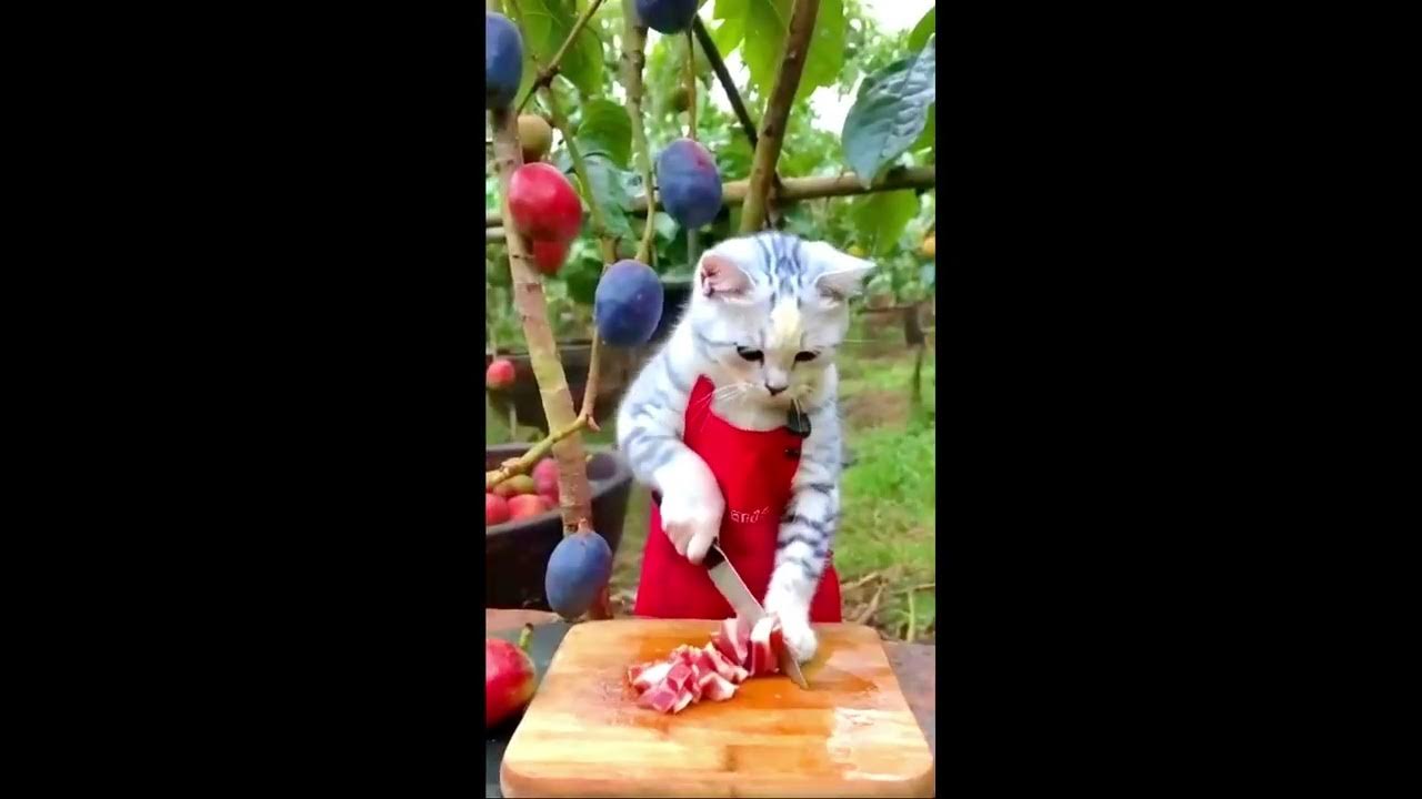 Animated Little Kitten friends Adventure Preschool and kindergarten learning Cartoon - YouTube