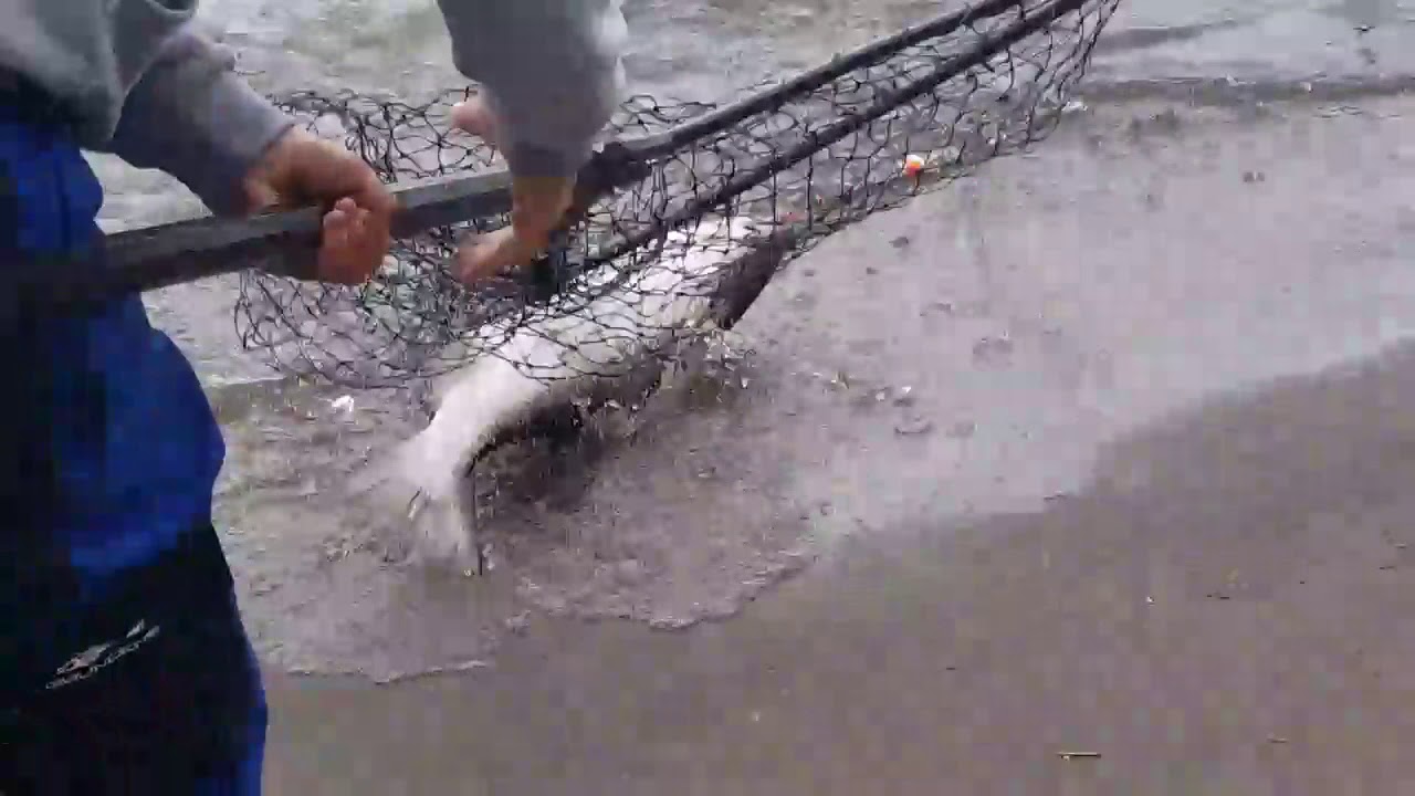 Spring Salmon Plunking - YouTube