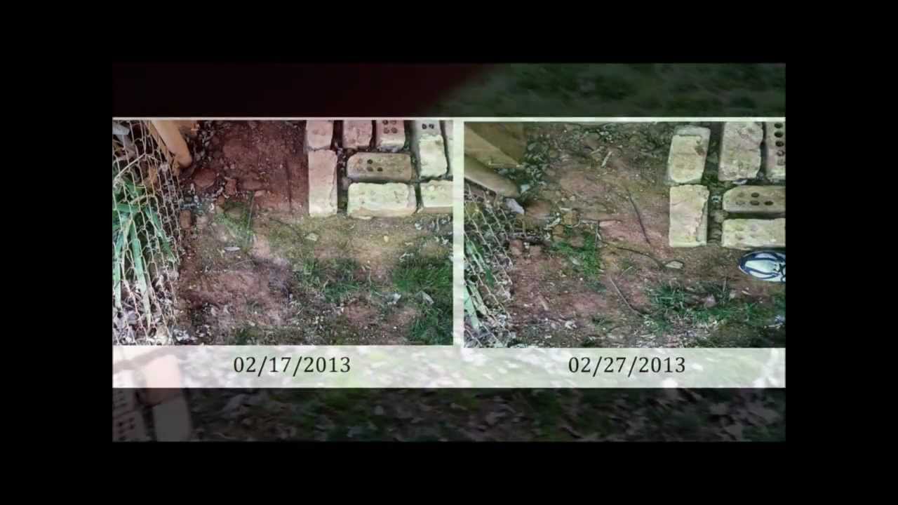Residential Bigfoot Visits - February 2013 Update - YouTube