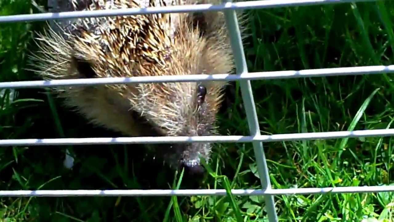 Igel im Aussengehege - YouTube