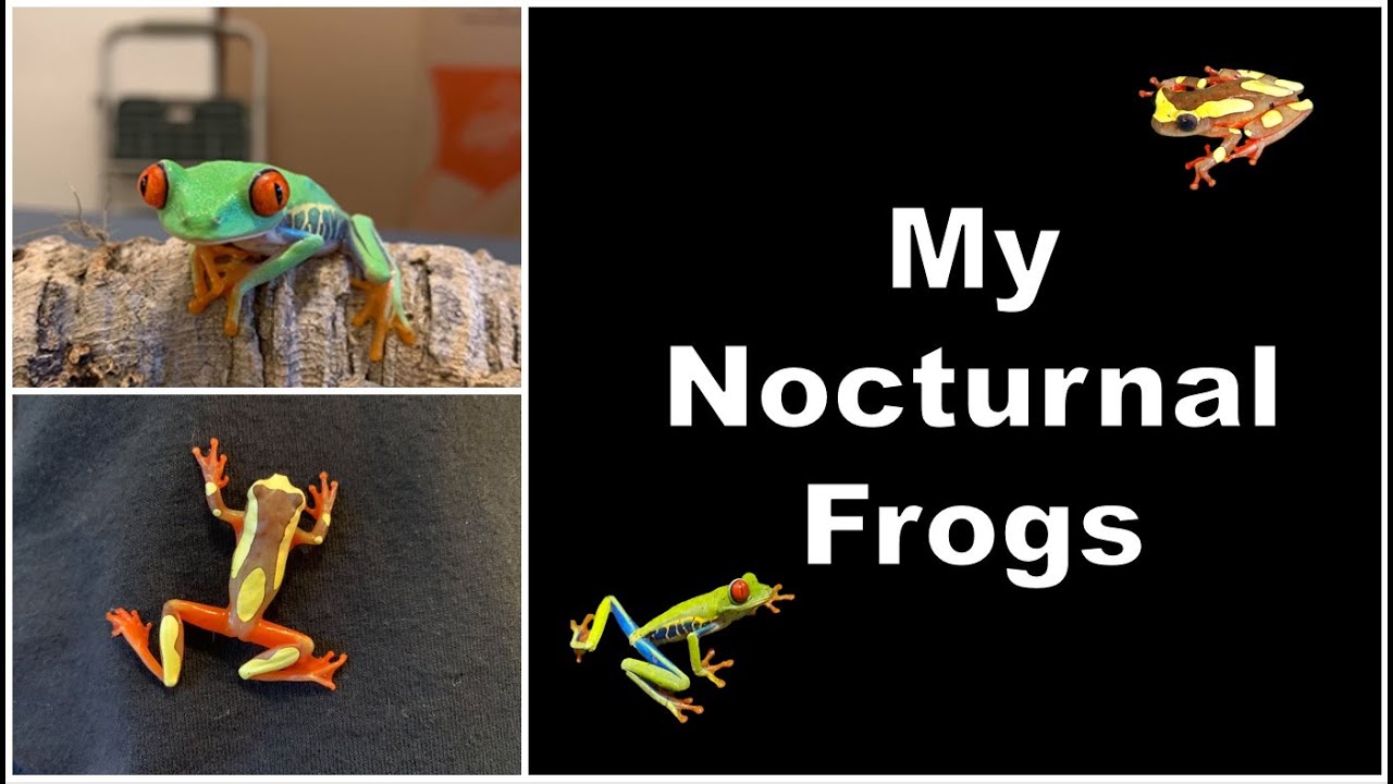 My Nocturnal Frogs - YouTube