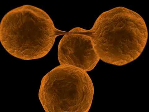 Cell Division - Exponential - YouTube
