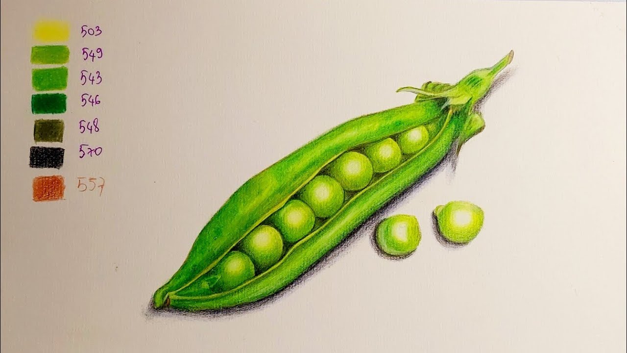 How to paint a peas in colored pencils - YouTube