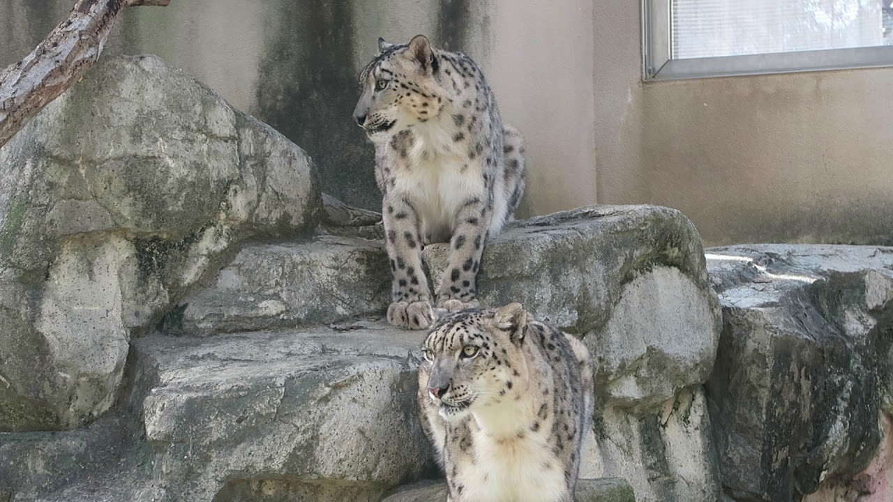 #3-4 Aug 2019 at Oji zoo, Kobe, Japan - YouTube