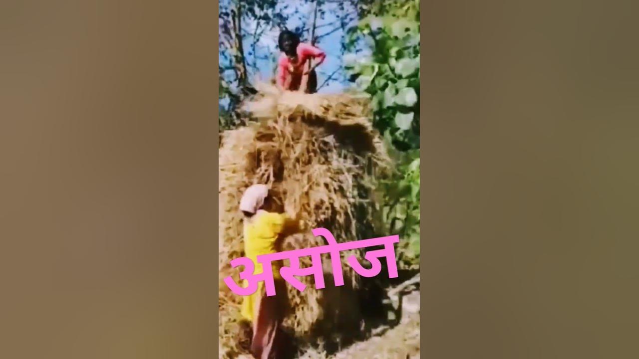 असोज स्पेशल गीत L जस तस भदो काट अब आगो असोज Uttrakhand पहाड़ी