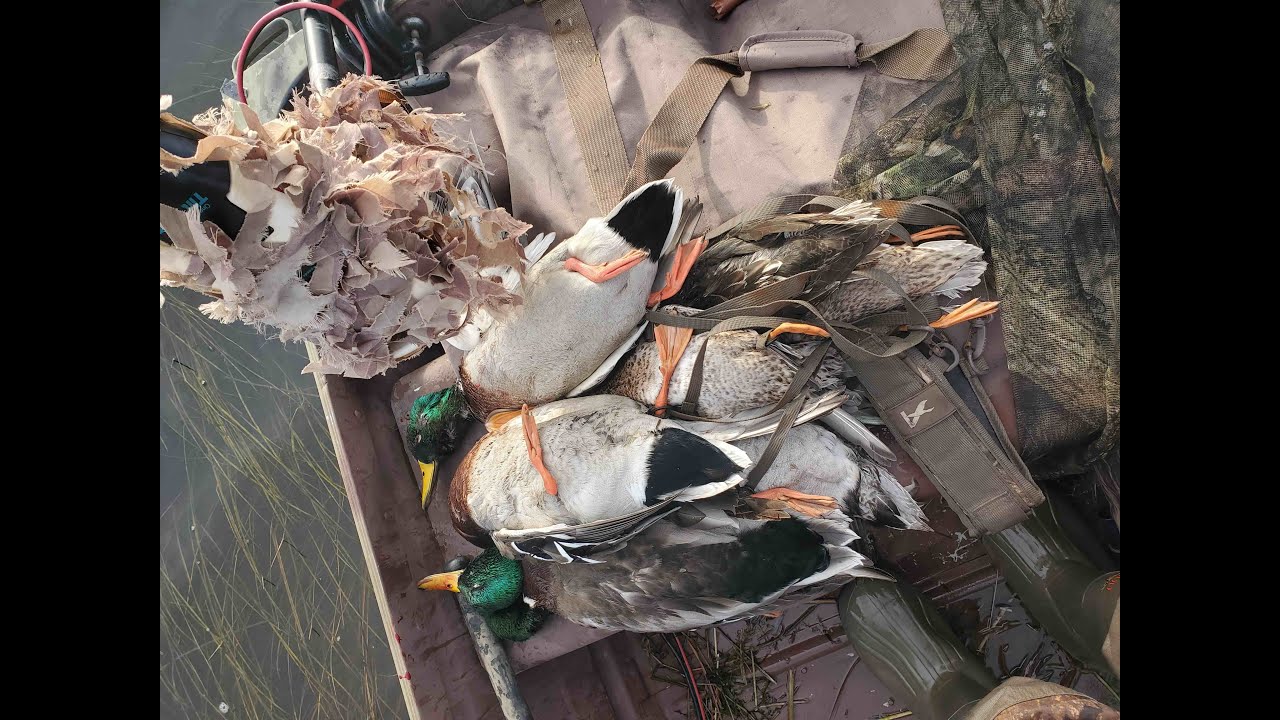 Puddle Duck Smackdown - YouTube