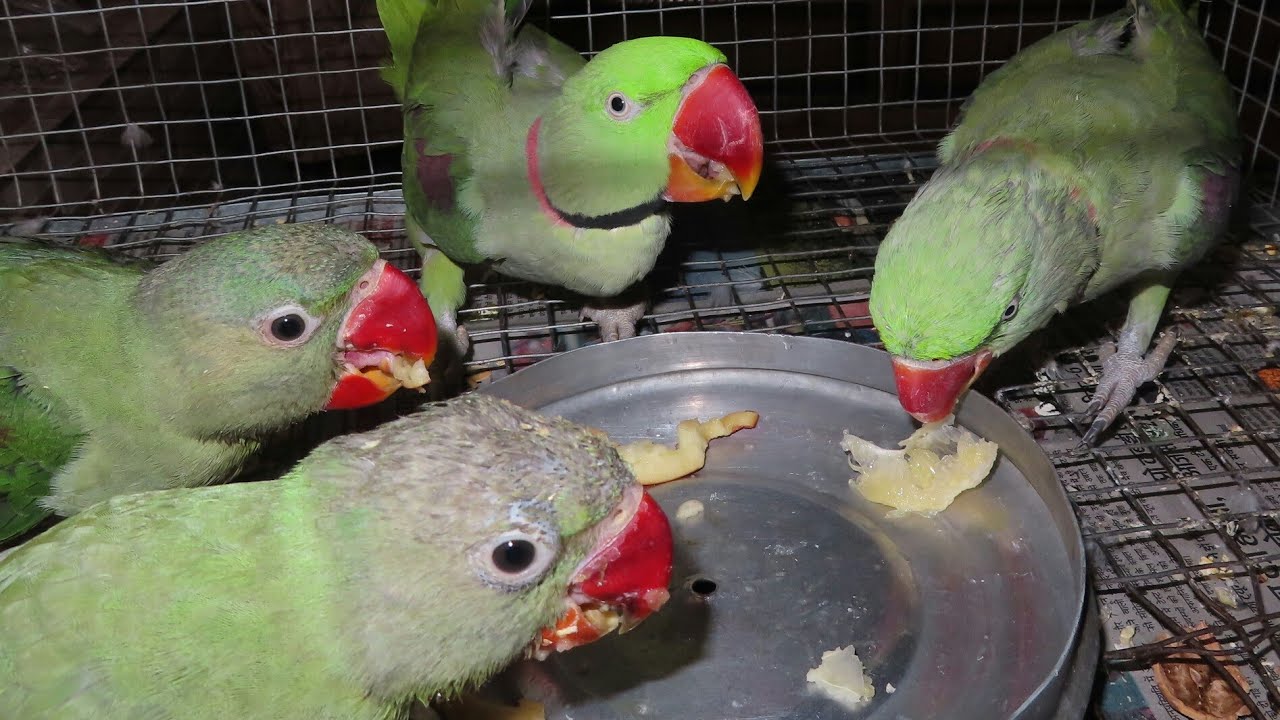 Parrot full day activities | 4 August 2019 | mitthu - YouTube