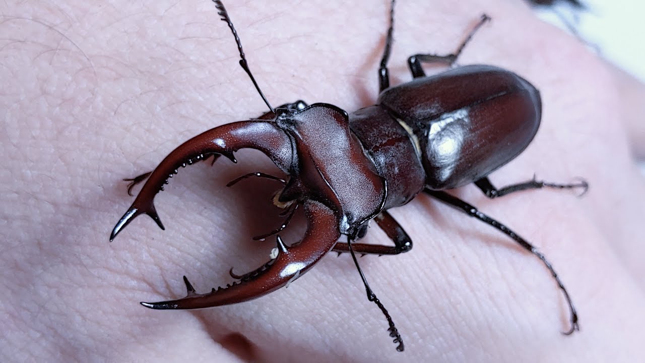 ELK STAG BEETLE - LUCANUS ELAPHUS - LIVE BEETLES CANADA - AVAILABLE NOW ...