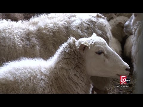 Transformed wool industry still thrives in New England