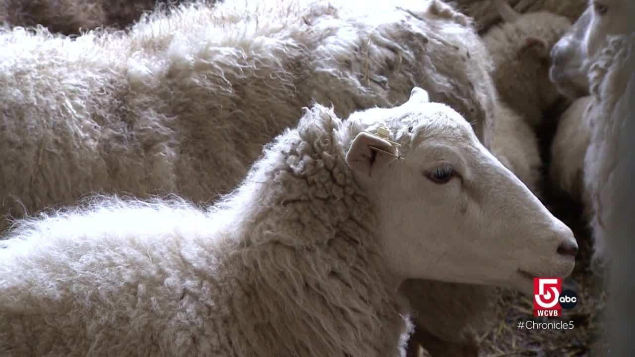 Transformed wool industry still thrives in New England - YouTube