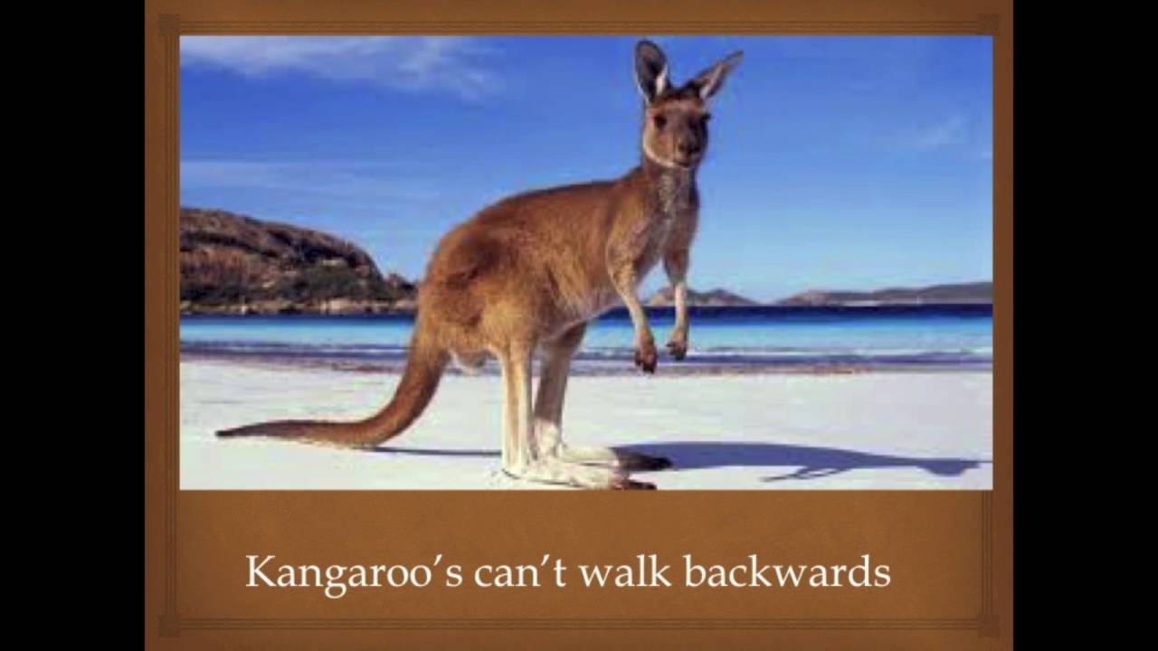 10 Facts About Australian Animals YouTube 10-facts-about-australian-animals-youtube