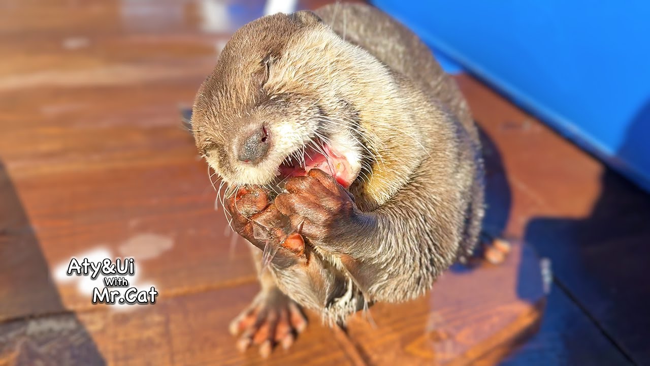 Adorable Otters Go Crazy for Ice in the Yard! [Otter Life Day 946 ...