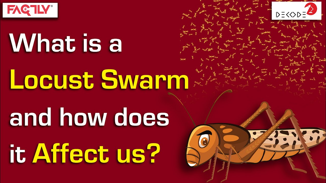 What is a Locust Swarm and how does it Affect us? || Decode || Factly ...