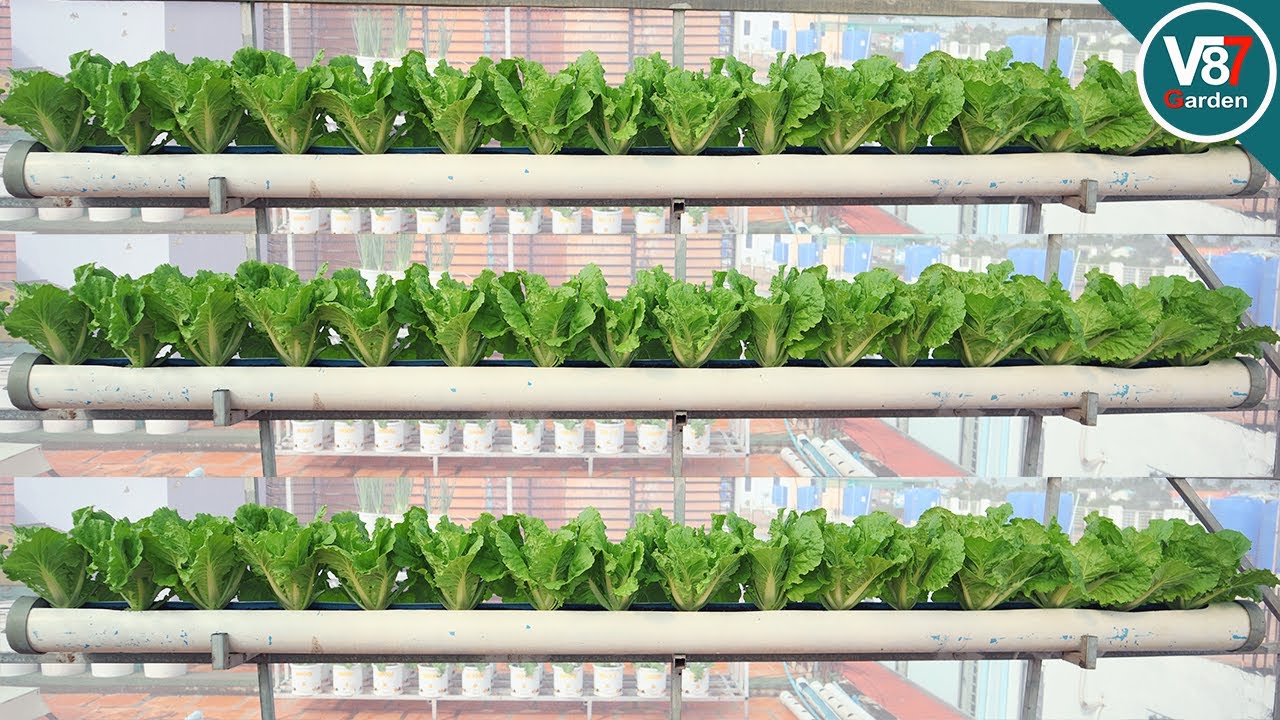 Space-Saving Gardening: Grow Curly Cabbage in a PVC Pipe at Home - YouTube