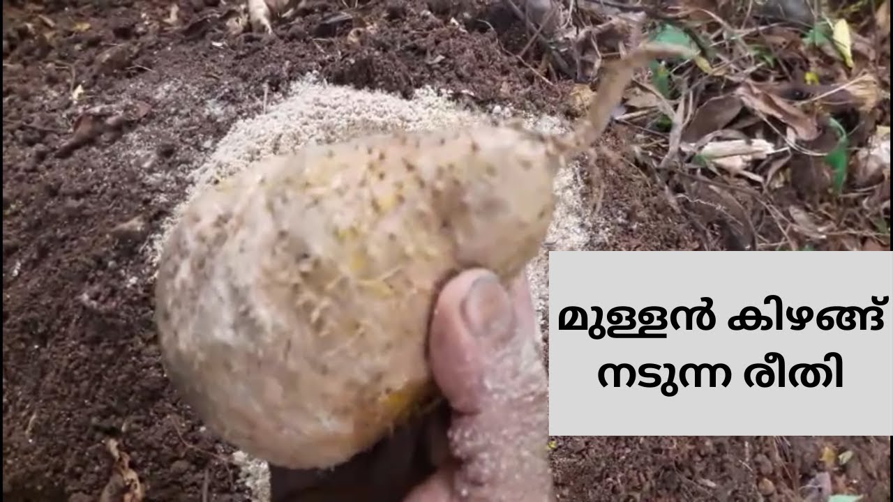 മുക്കെഴങ്ങ് നടുന്ന രീതി| how to cultivate lesser yam| മുക്കെഴങ്ങ് ...
