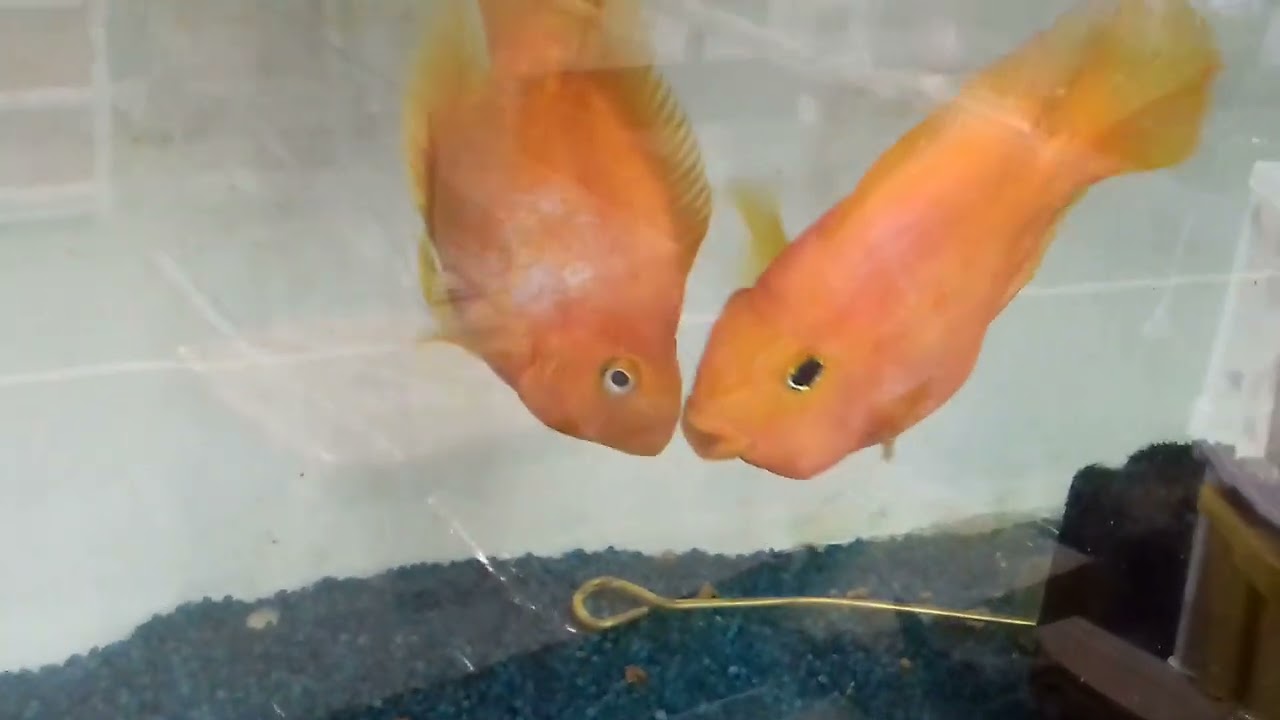 King kong parrot fish. - YouTube