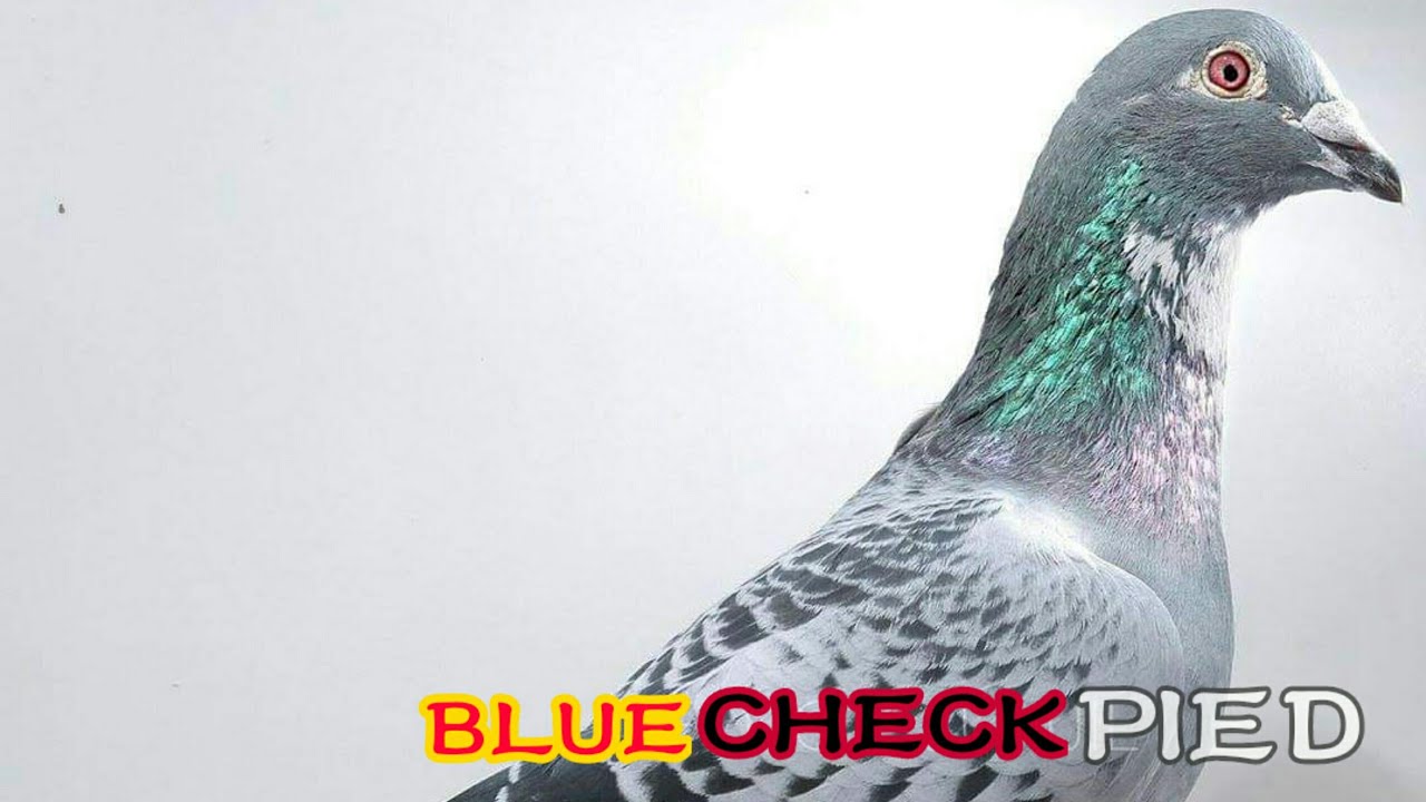 PIGEON RACING BLUE CHECK PIED COLOUR - YouTube