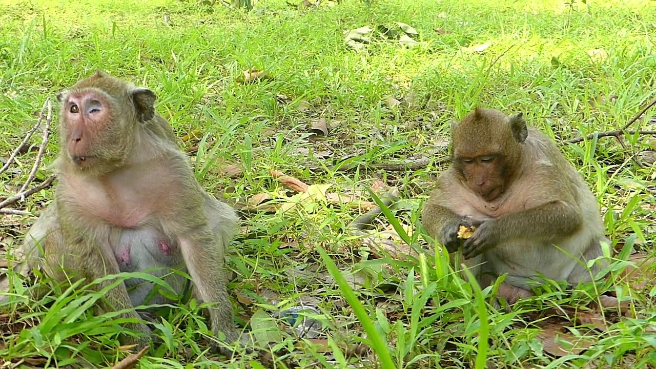 Popeye Monkey and Sweet Pea Baby| Sweet Pea Monkey Hungry Screaming To ...