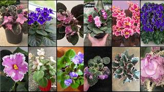 AFRICAN VIOLET VARIETIES - Plants Weekly