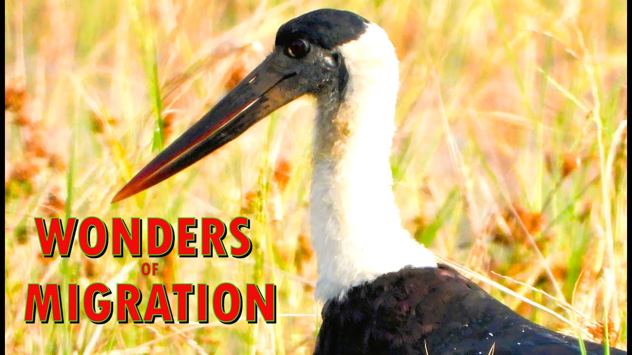 The Wonders of Migration How Birds Travel Thousands of Miles # ...