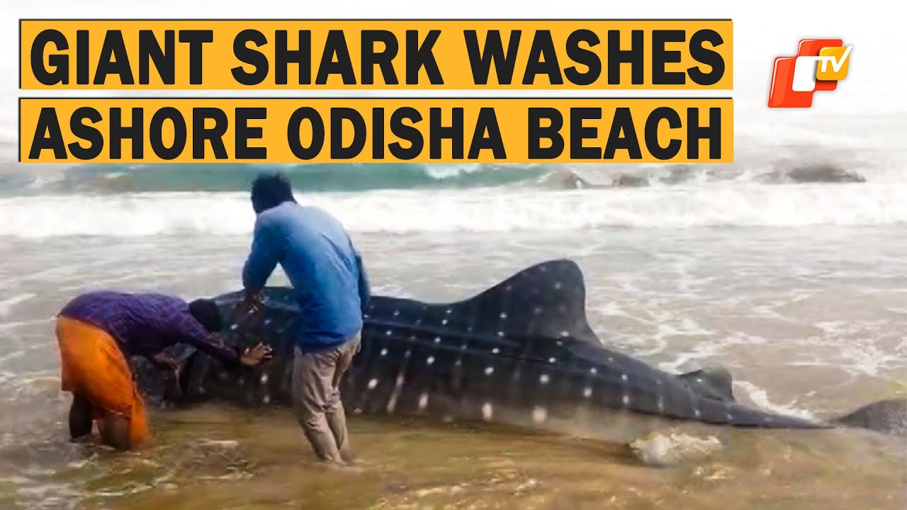 Giant Whale Shark Washes Ashore Giant Megalodon Shark Washed Ashore