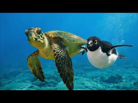 Penguenin Rotası Belli: Yeryüzü Cenneti MUĞLA 
