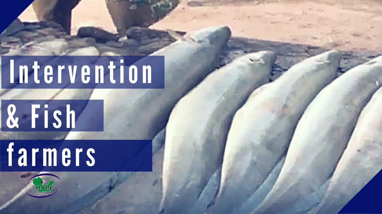 How MADE intervention is helping fish-farming in Niger Delta - YouTube