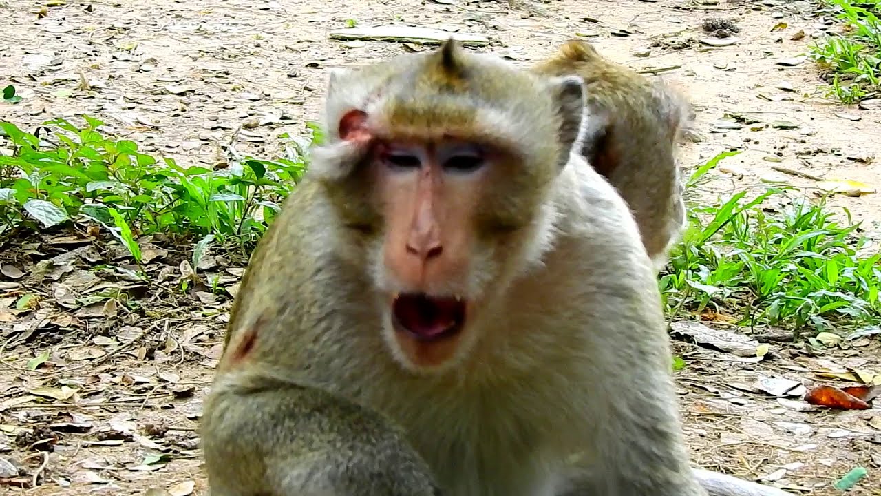 REGGIE Got Bad Injured Head in Fight With Big Monkeys Becoming a New ...