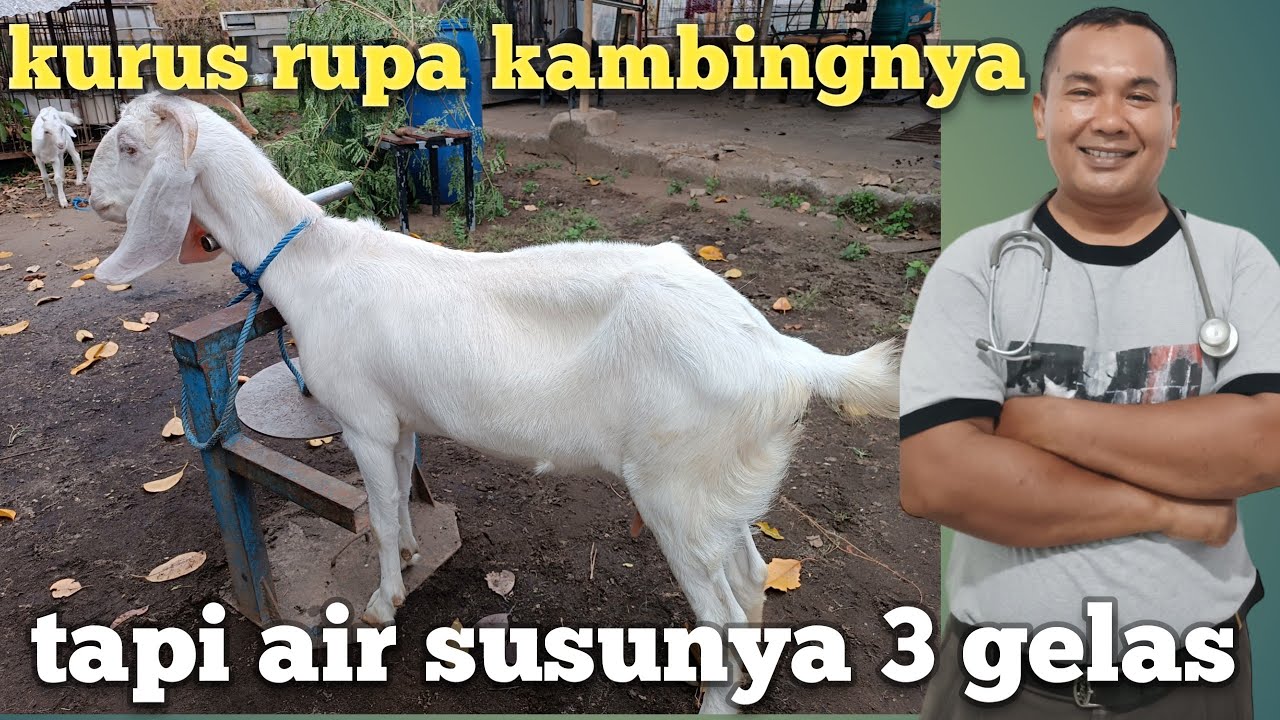 kambing Sanen, kurus tapi air susunya 3 gelas - YouTube