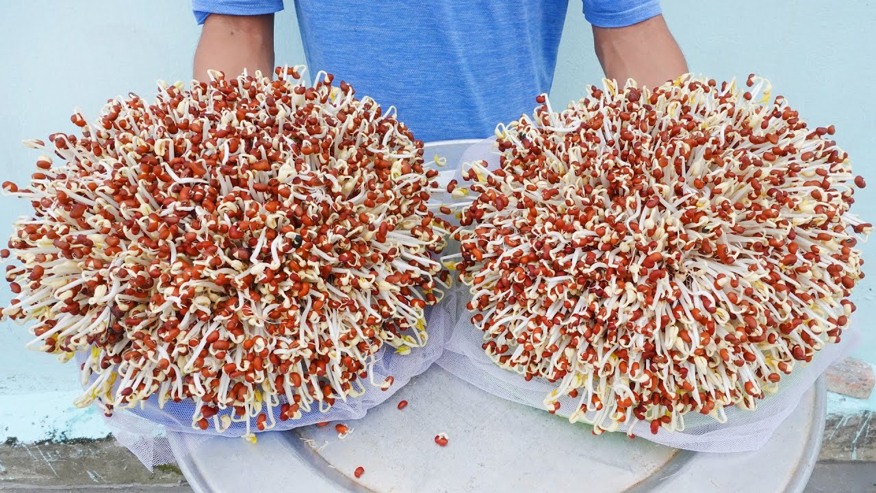 Discovering a new way to grow Bean Sprouts at home is both Quick and ...
