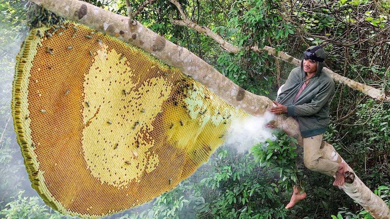Harvesting natural Honey Bee Hive From Mountain Goes Market Sell - YouTube