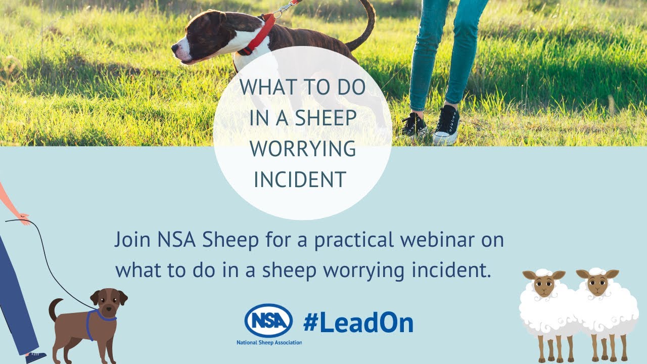 What to do in a sheep worrying incident - YouTube