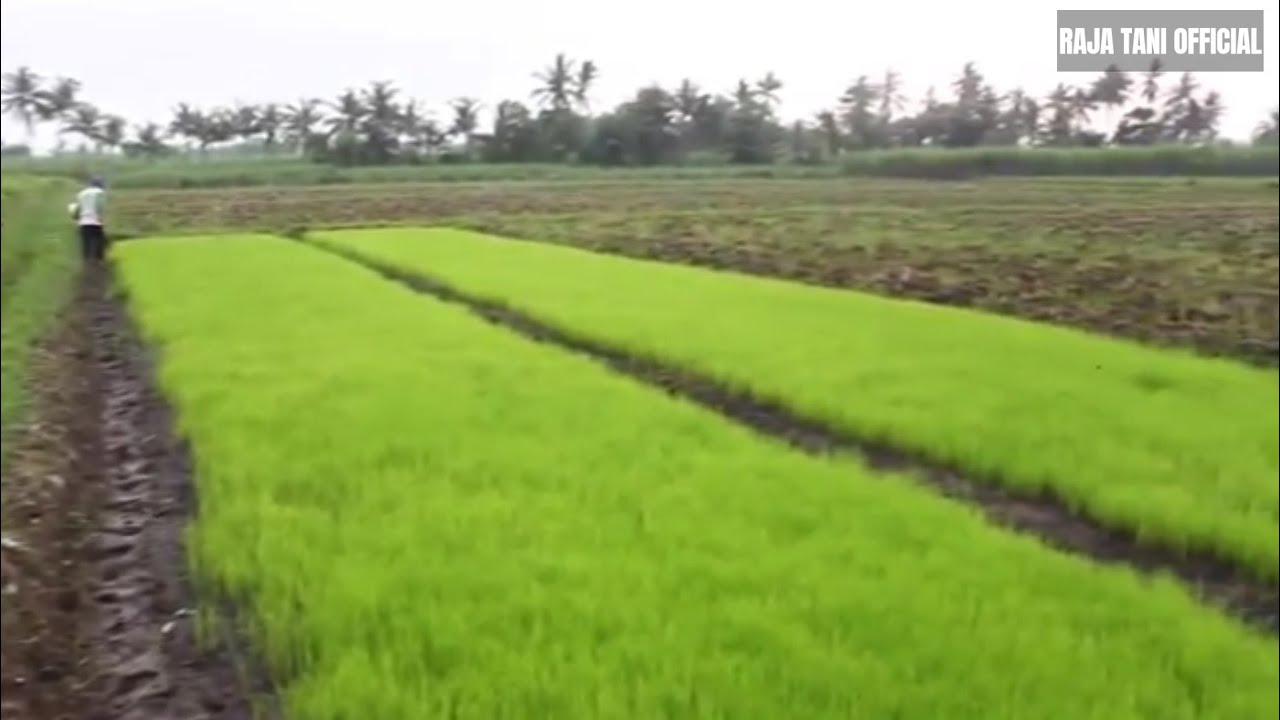 Cara Sukses Untuk persemaian Benih Padi Serta Cara Rawat - YouTube