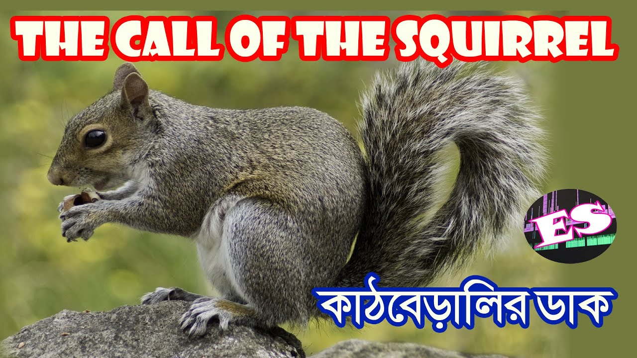 The Call of the Squirrel II Effective Sounds - YouTube