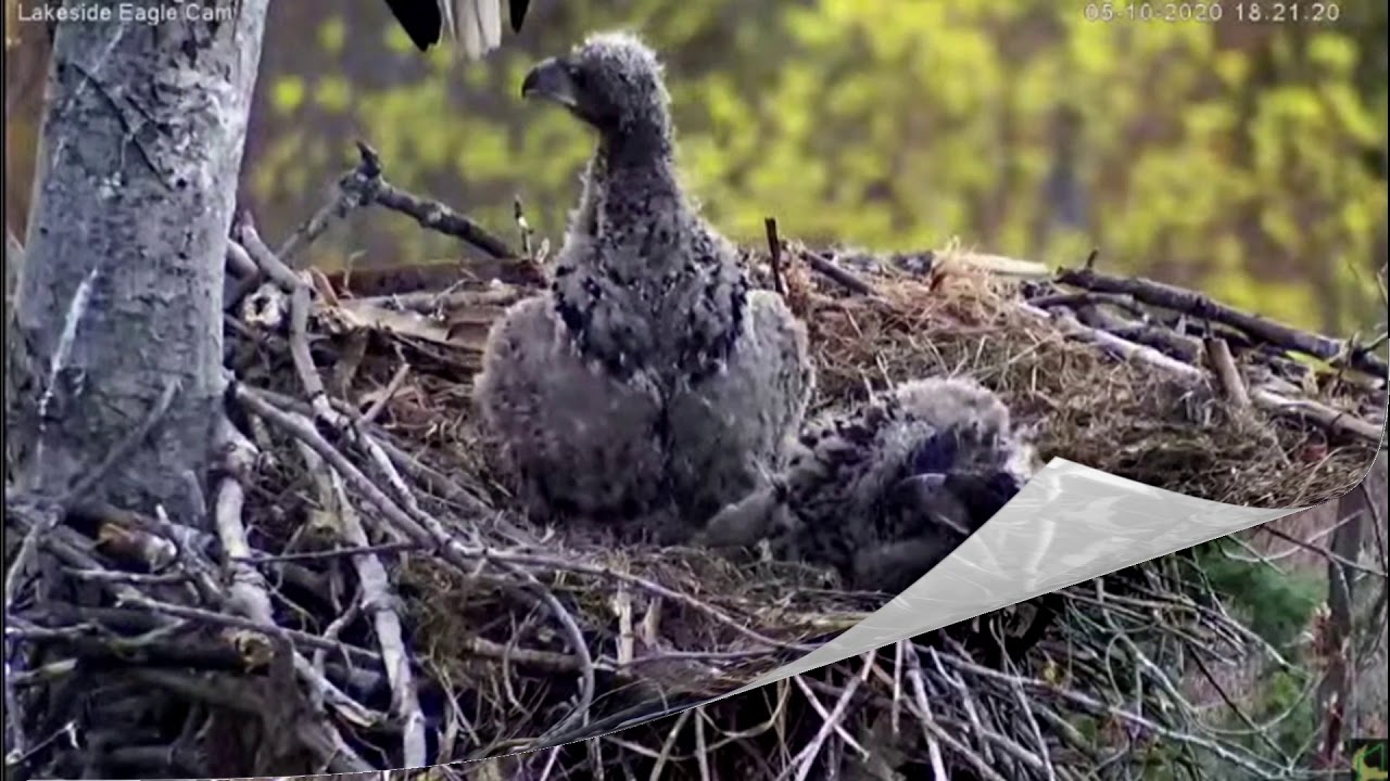 Many Eaglet Poops - YouTube