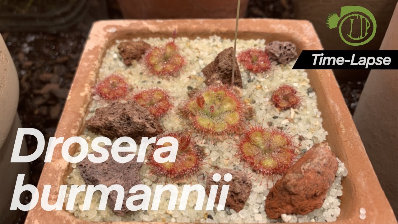 Fastest sundew Growth and Hunt FILM || Drosera burmannii || time lapse ...