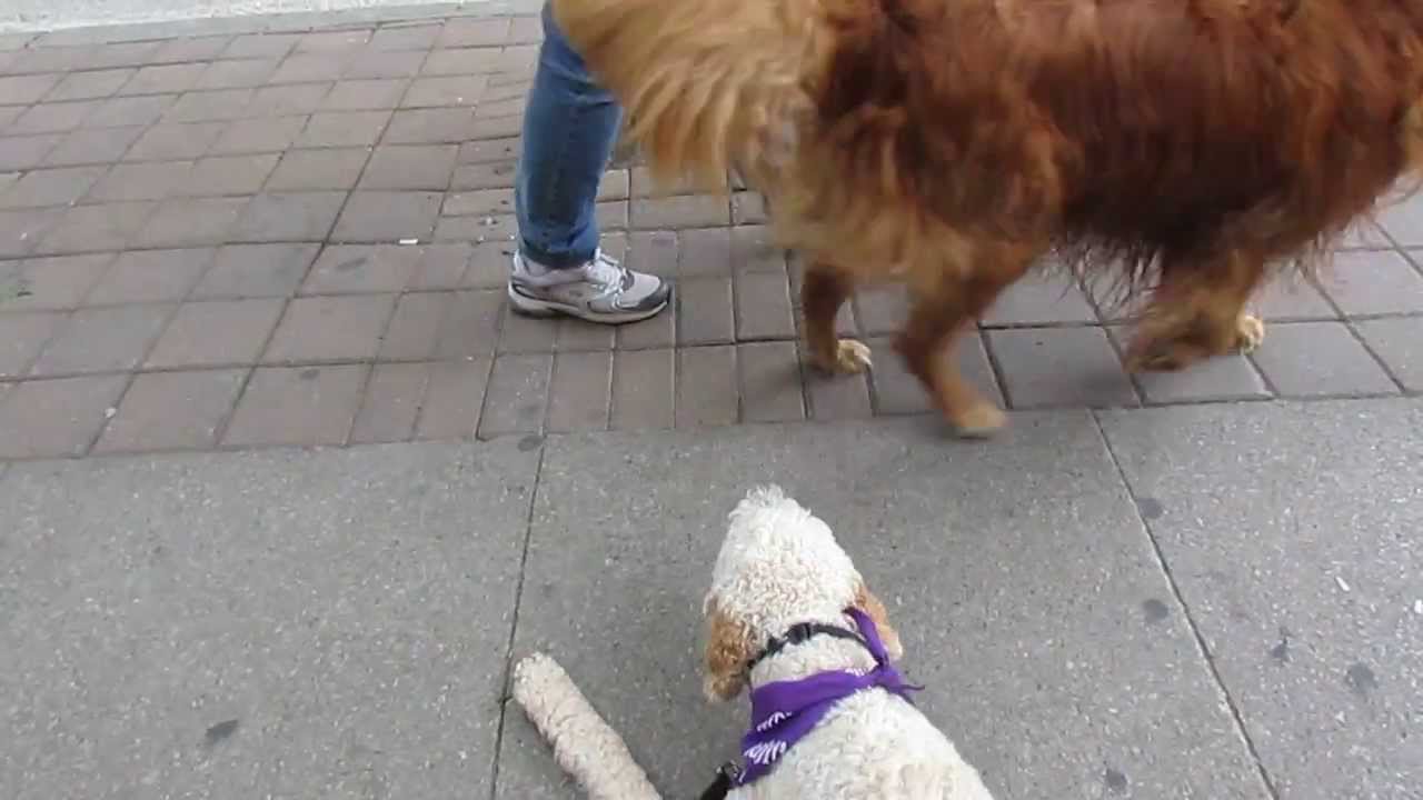 Lily Moffatt Woofstock 2013 - YouTube