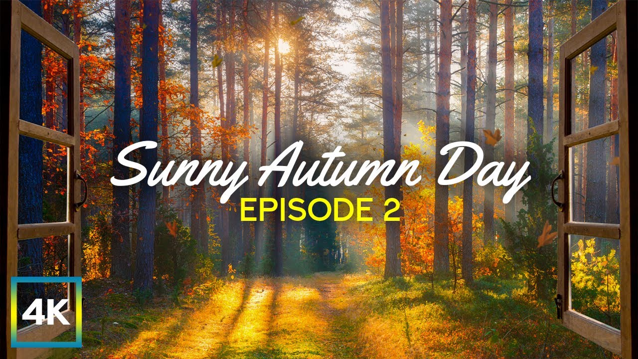 4K Peaceful Window View from a Forest House - Sunny Autumn Day ...