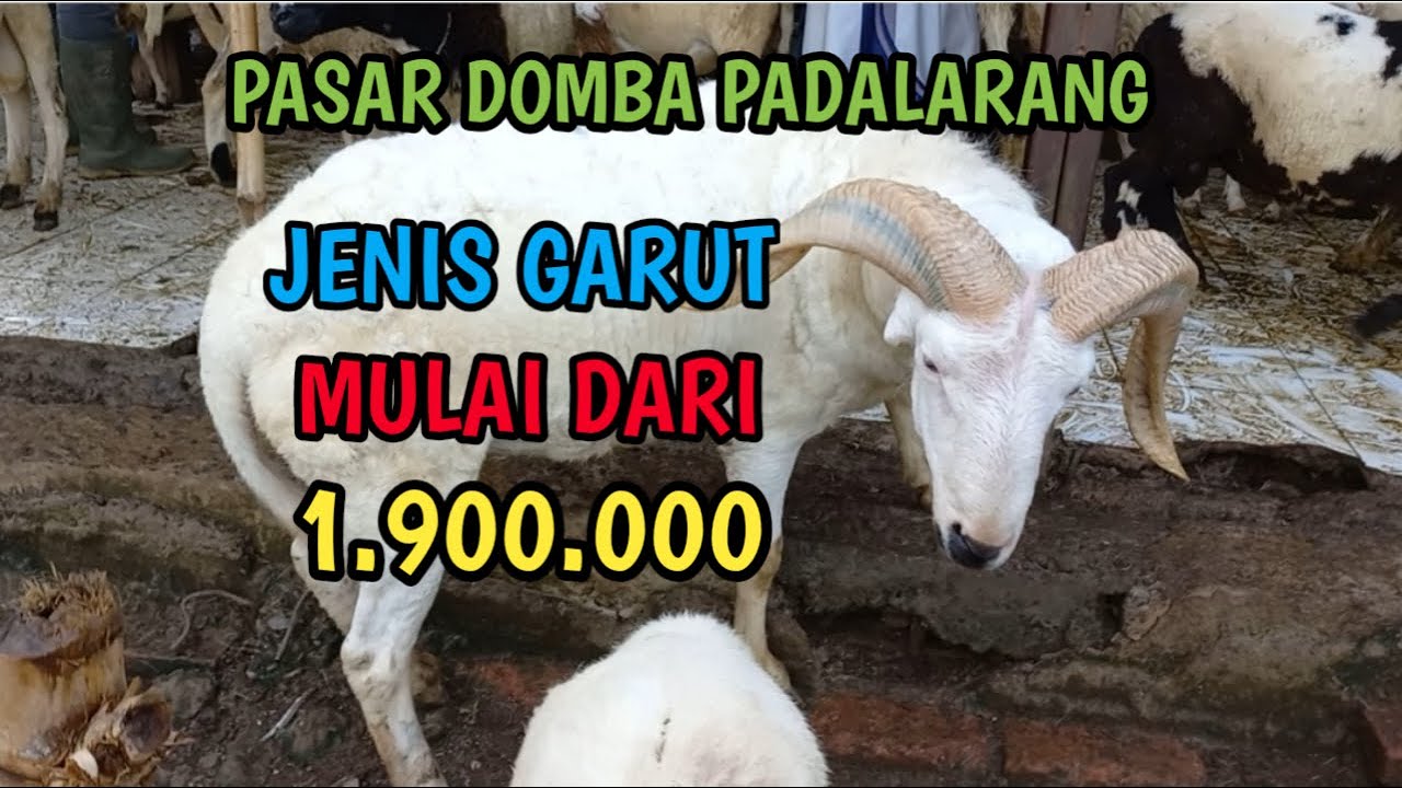 Harga Domba dan Harga Kambing di Pasar domba Padalarang Sabtu 22102022 ...
