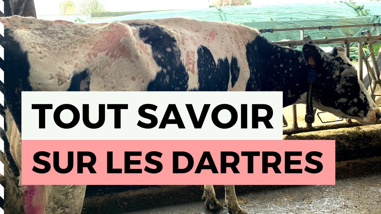 Tout savoir sur les dartres des vaches - YouTube