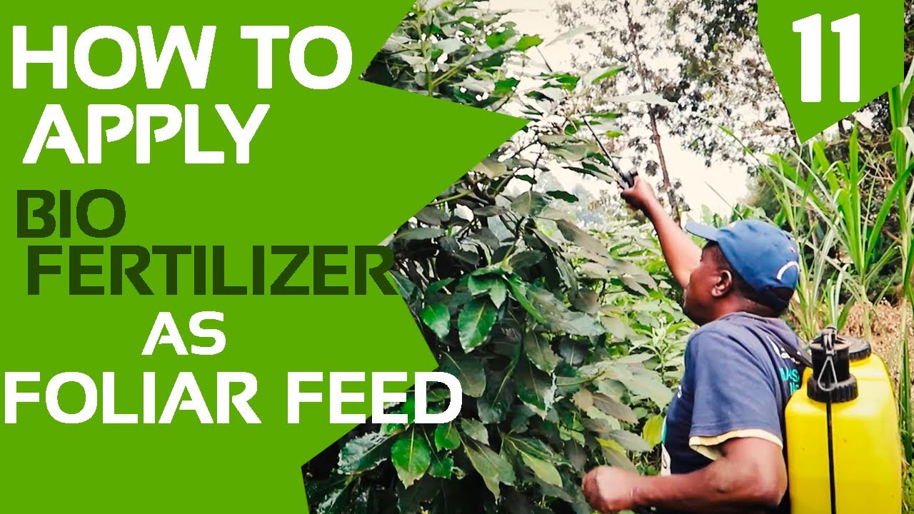 EP. 11 How to apply Sistema.biofertilizer as foliar feed - YouTube