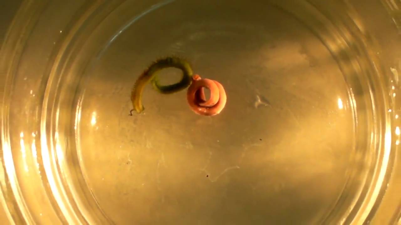 Paddle worm, and flat worm - YouTube